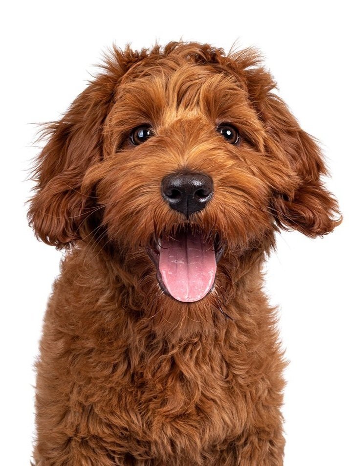 Country Vet Pet Food