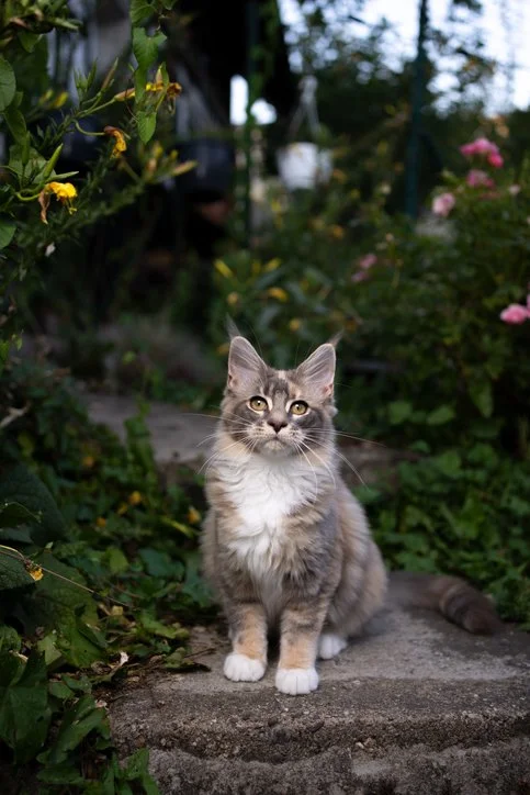 Country Vet Cat Food — Country Vet Pet Food