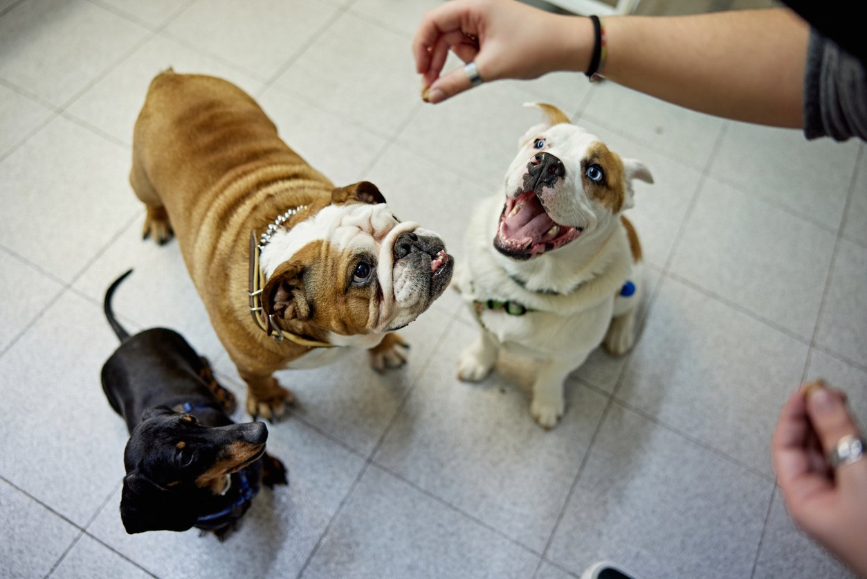 Dog Treats — Country Vet Pet Food
