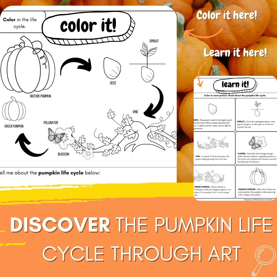 10 Pumpkin Life Cycle Activities: Hands-On Art Ideas for Homeschooling ...