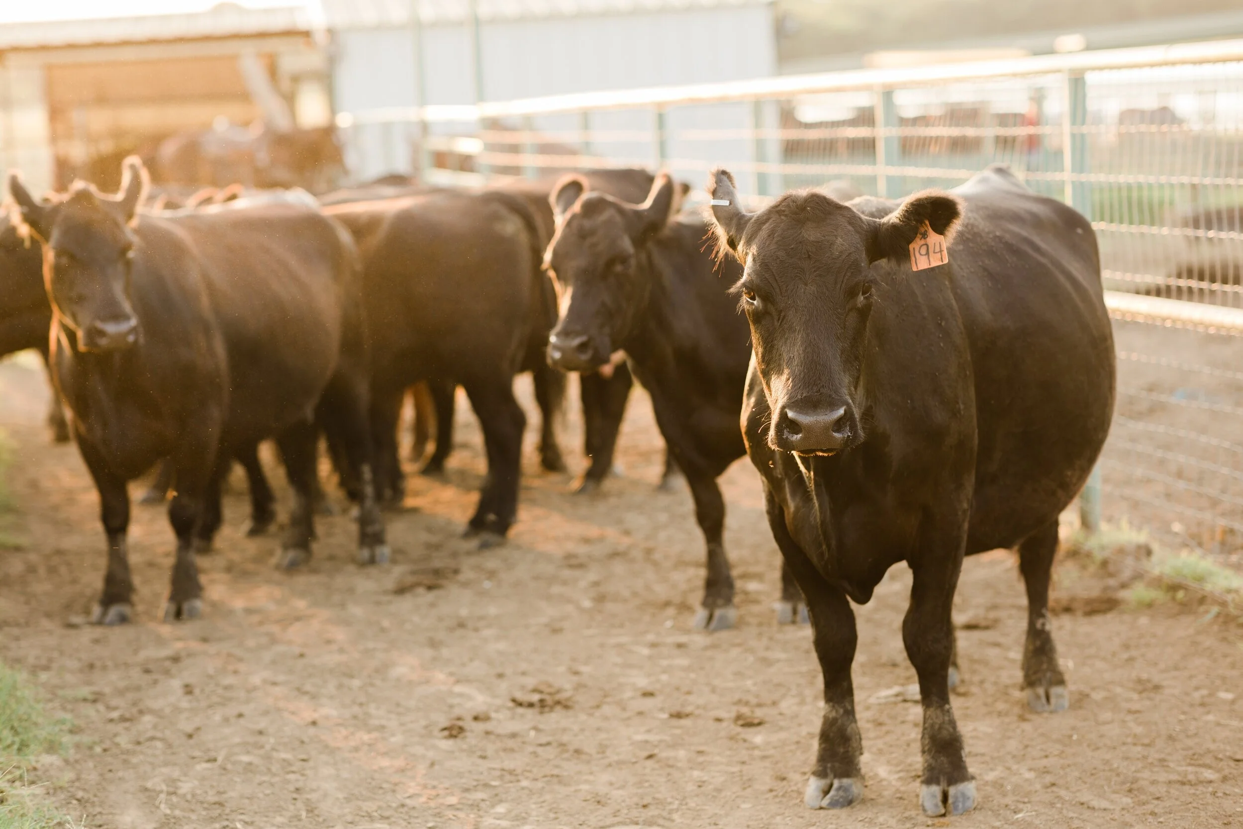 KB Cattle Co