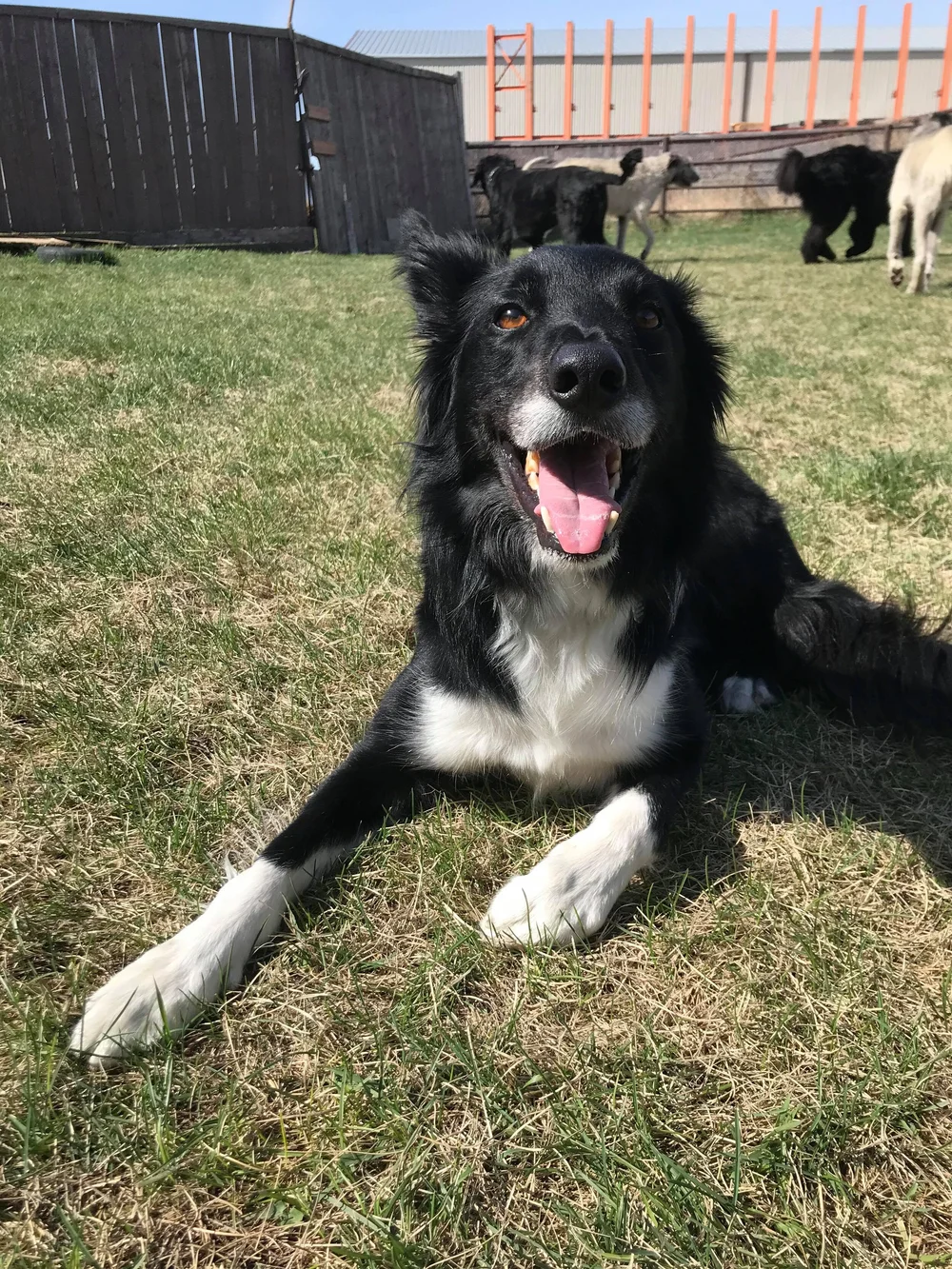 Boarding Airdrie — Love Your Pet