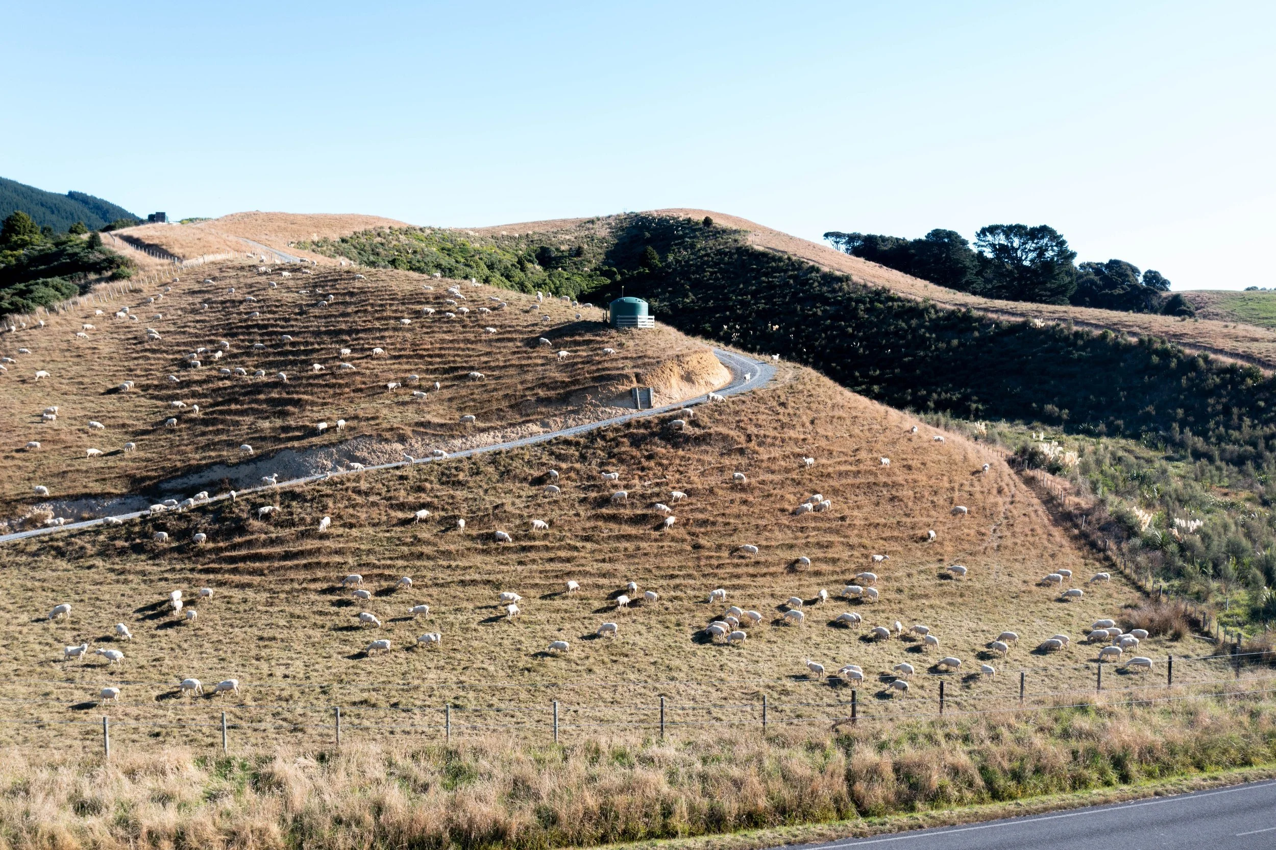 Mangaroa Meat: The Regenerative Difference — Mangaroa Farms — Mangaroa ...