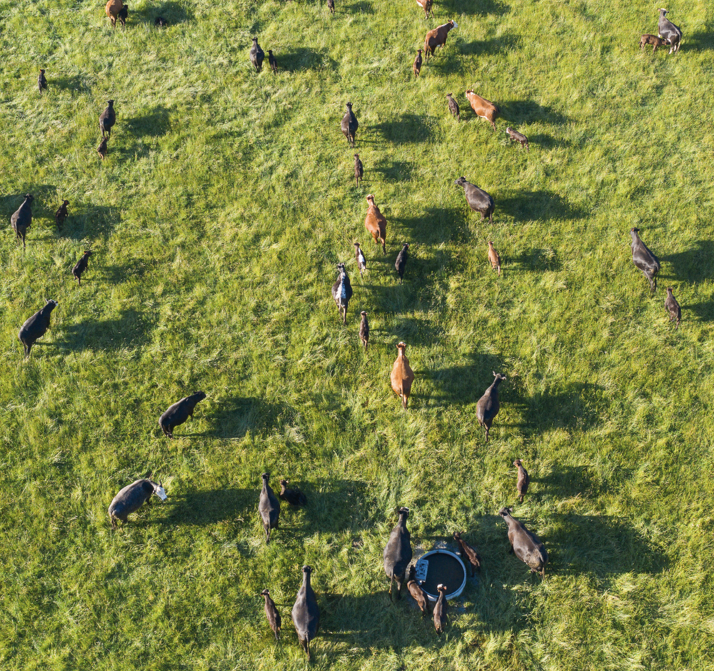 About Us — Mangaroa Farms