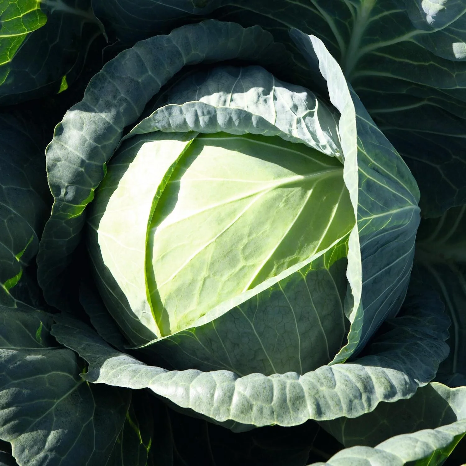 Cabbage Melissa F1 — Organic Seeds Australia