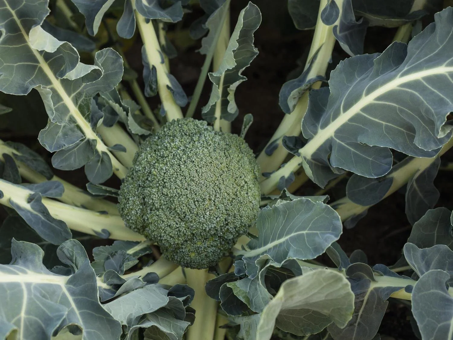 Broccoli Belstar F1 — Organic Seeds Australia