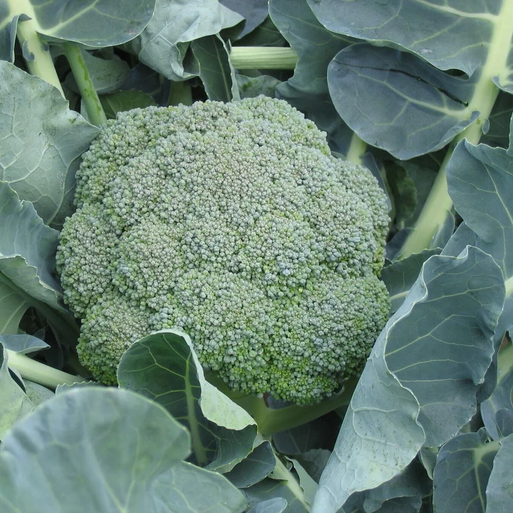 Piracicaba | Organic Broccoli Seed — Organic Seeds Australia