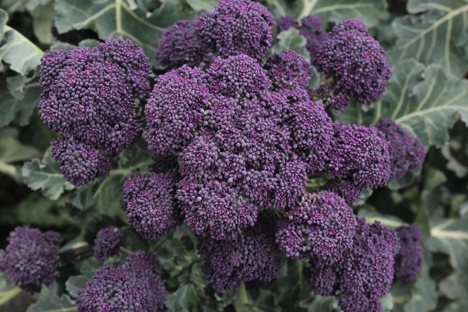 Broccoli Belstar F1 — Organic Seeds Australia