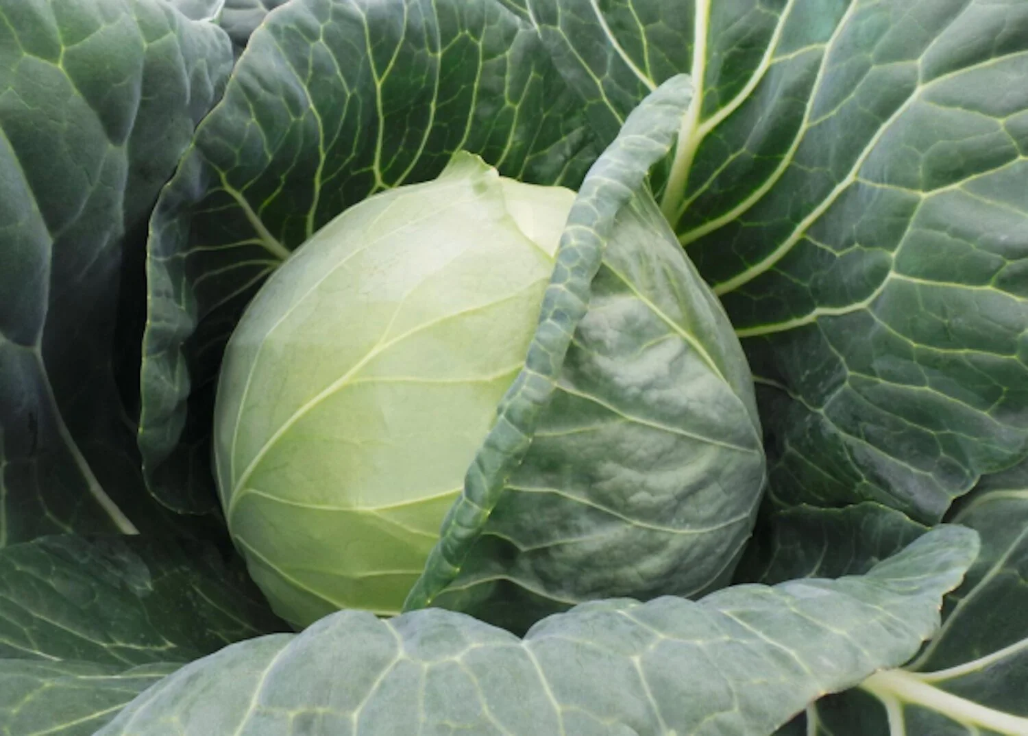 Mini Cabbage Tiara F1 — Organic Seeds Australia
