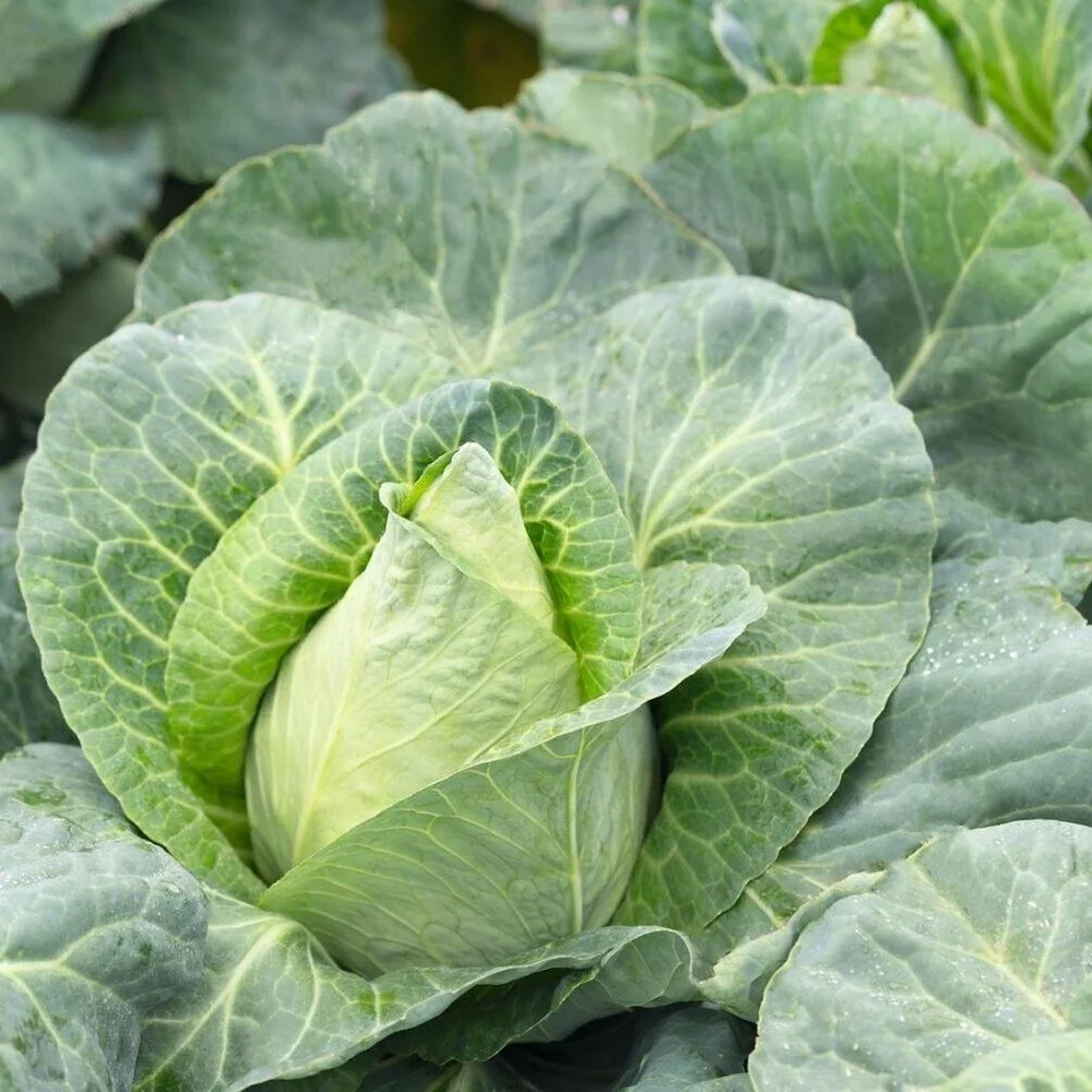 Farao F1 | Certified Organic Cabbage Seed — Organic Seeds Australia