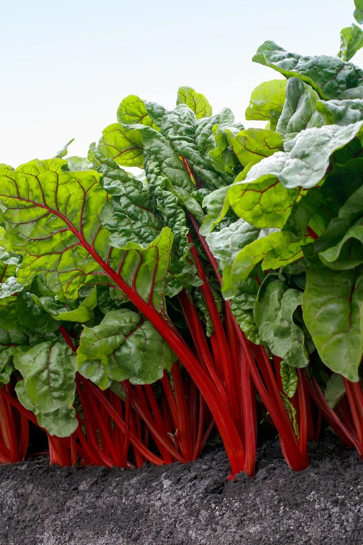 Swiss Chard Oriole — Organic Seeds Australia