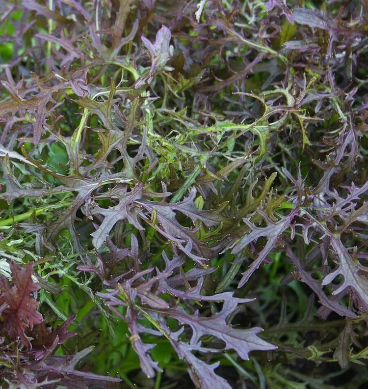 Ruby Streaks Mustard Greens — Organic Seeds Australia