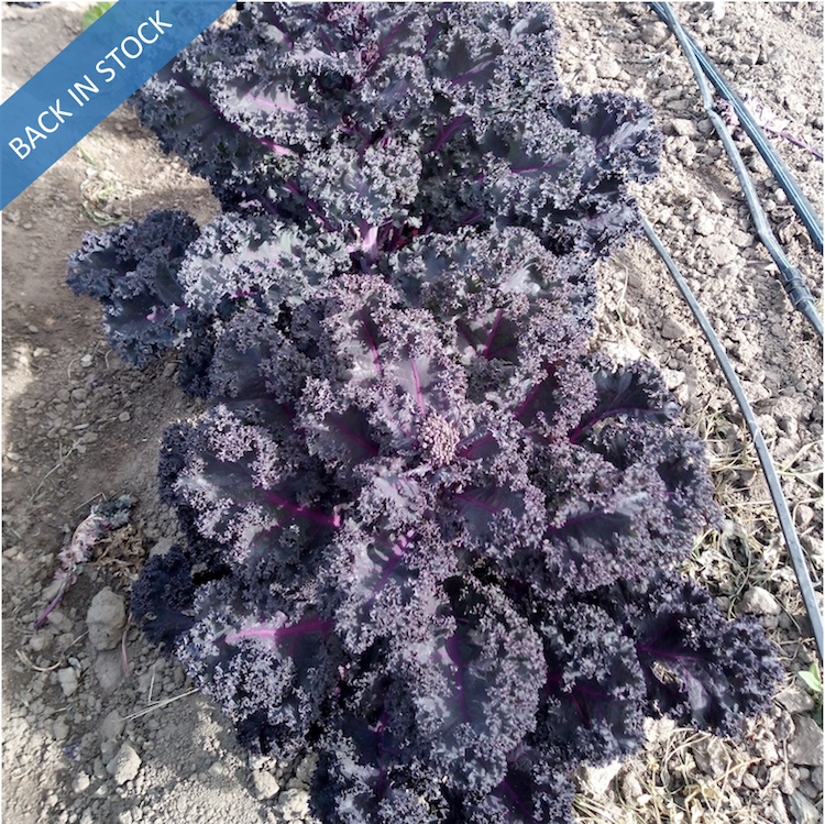 Kale Midnight Magic — Organic Seeds Australia