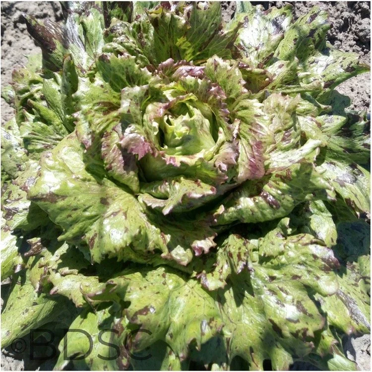 Cosette | Organic Lettuce Seed — Organic Seeds Australia