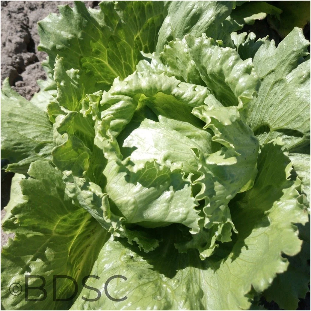 Lettuce Crispino — Organic Seeds Australia