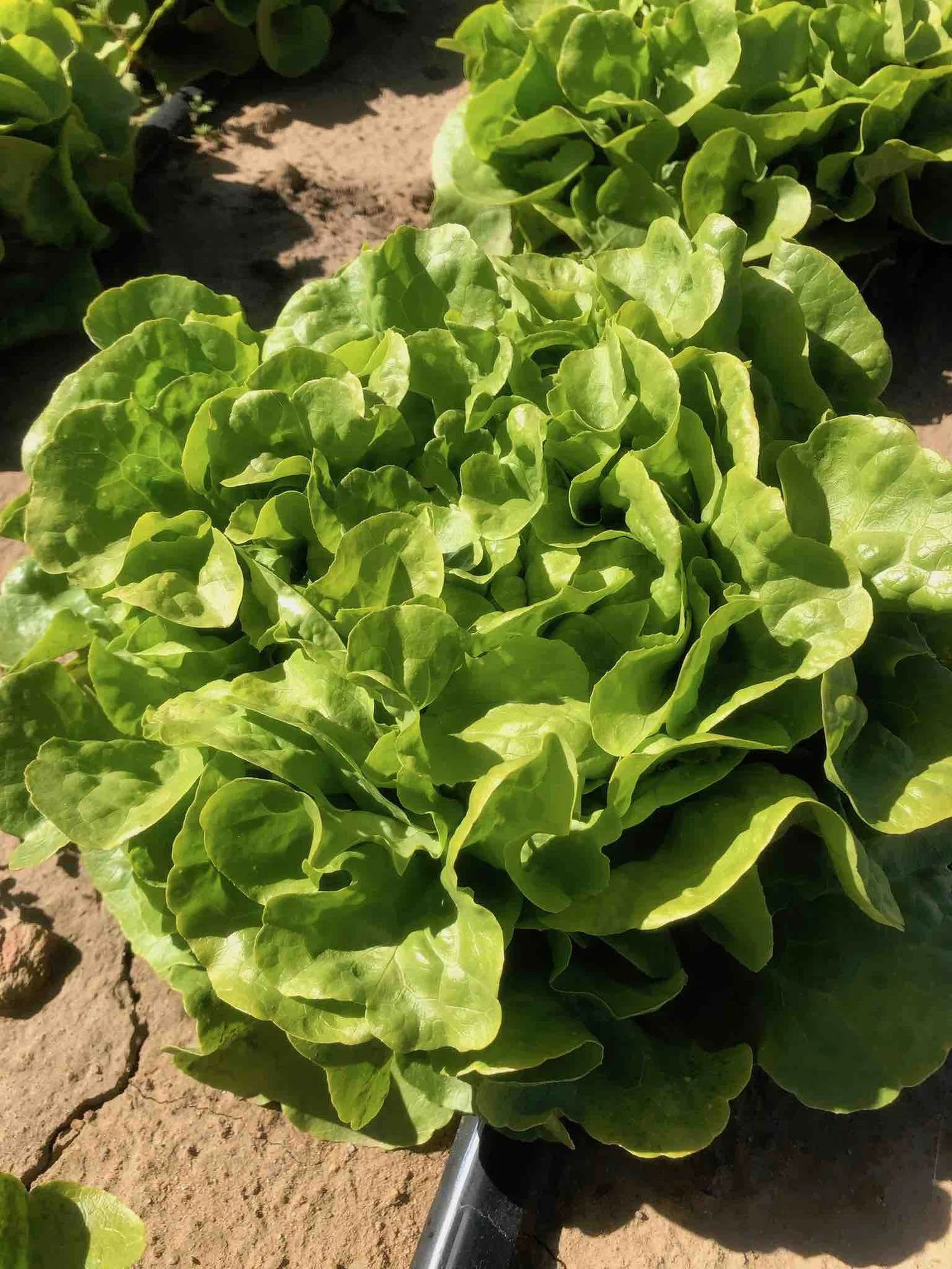 Lettuce Samantha — Organic Seeds Australia
