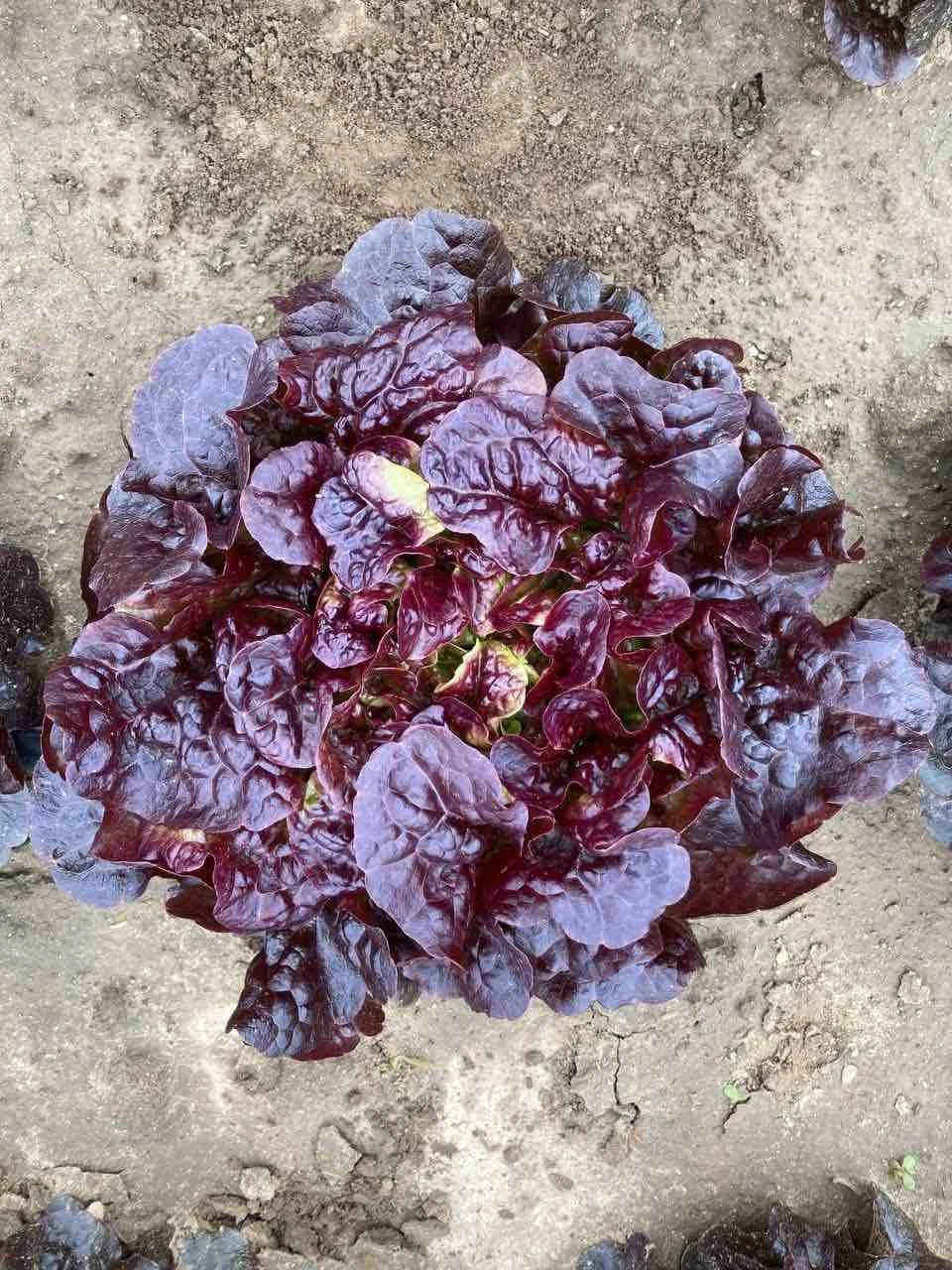 Lettuce Vizir — Organic Seeds Australia
