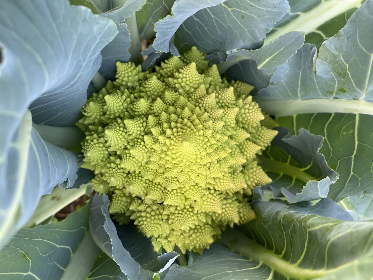 Organic Seeds Australia