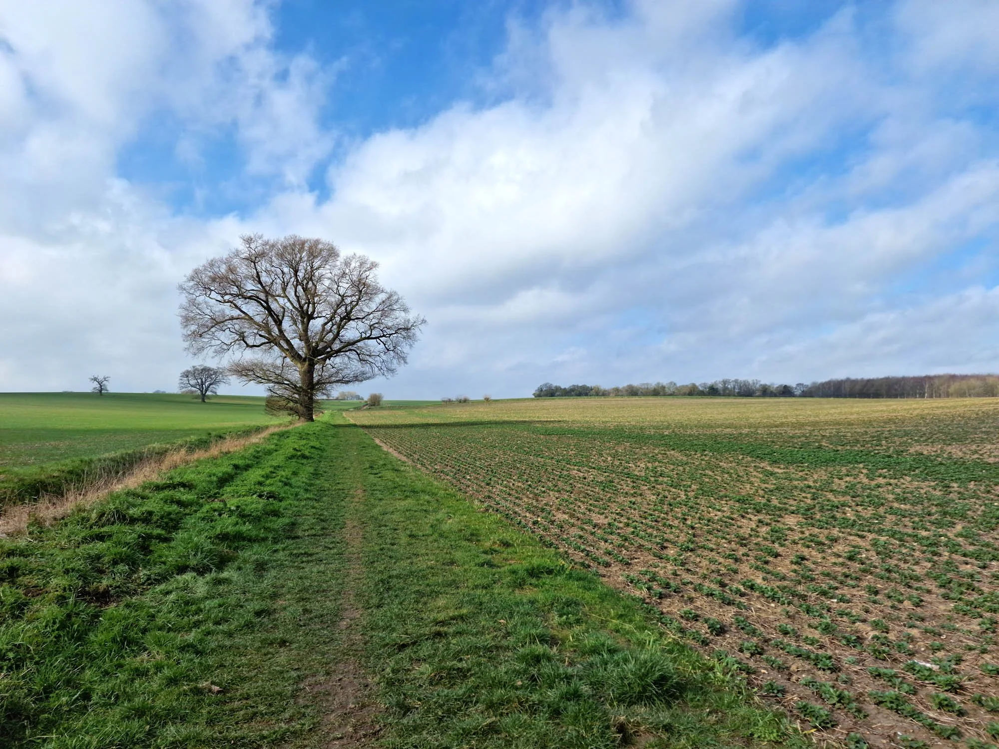 Nowton Park — Walking in the Wild