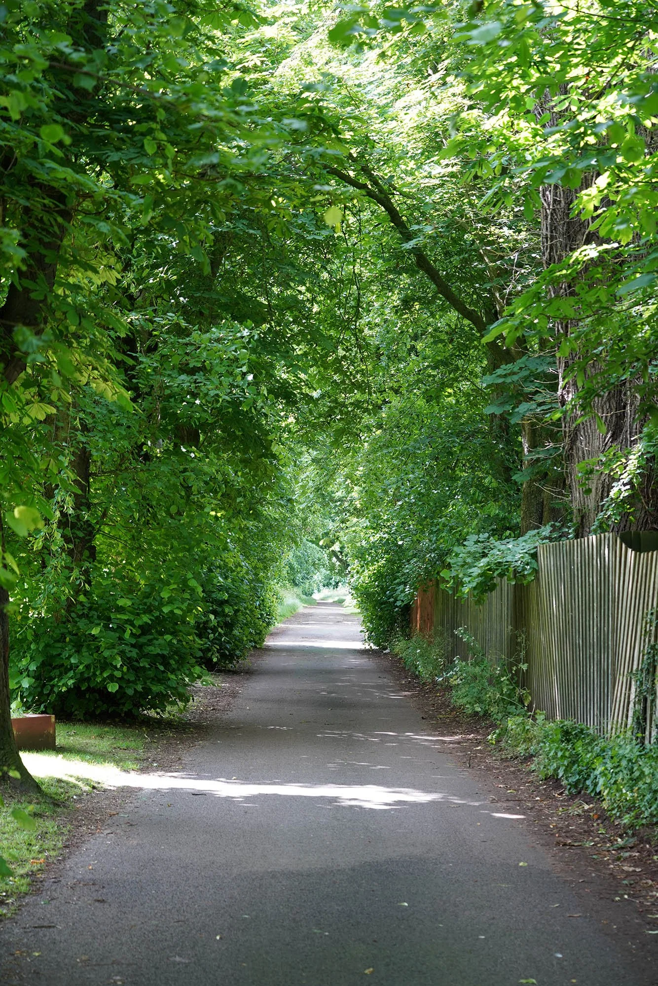 Kedington — Walking in the Wild