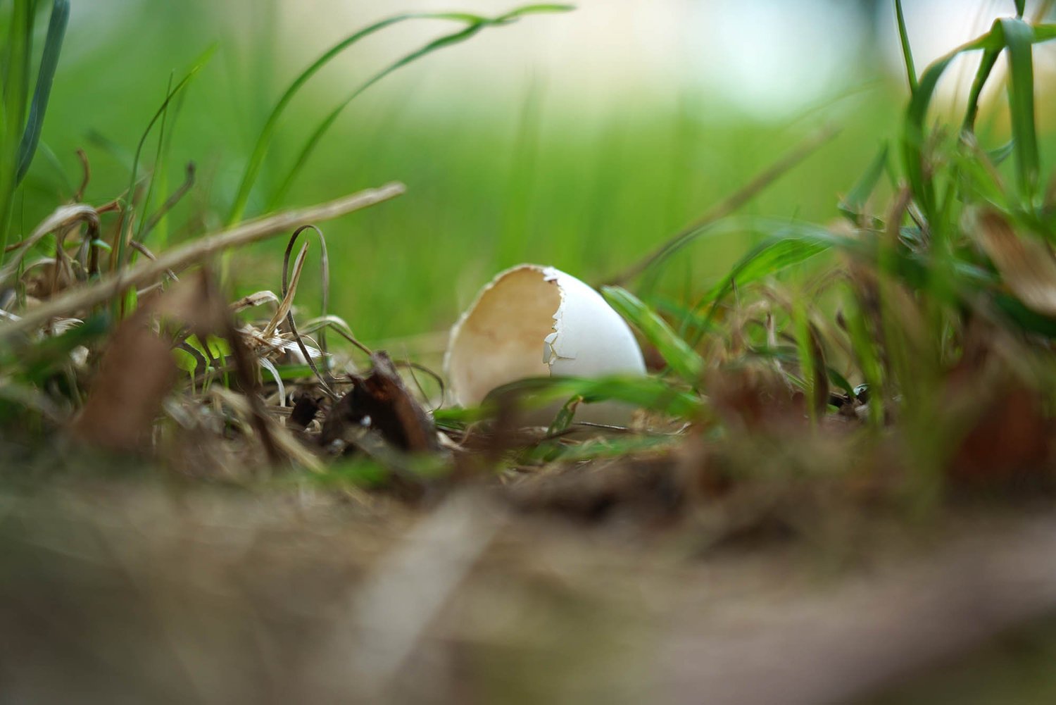 Denston — Walking in the Wild