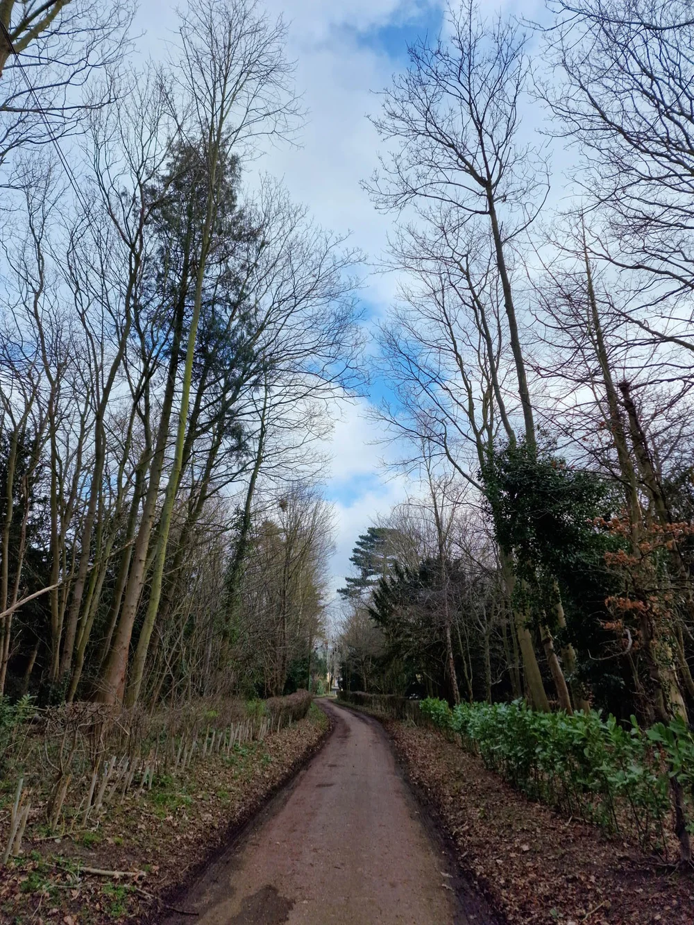 Nowton Park — Walking in the Wild