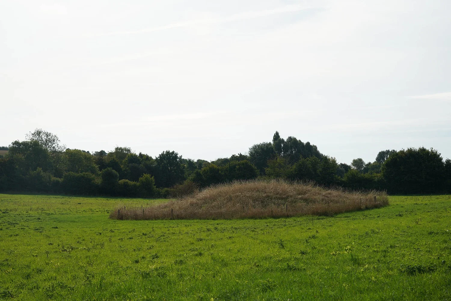 Denston — Walking in the Wild