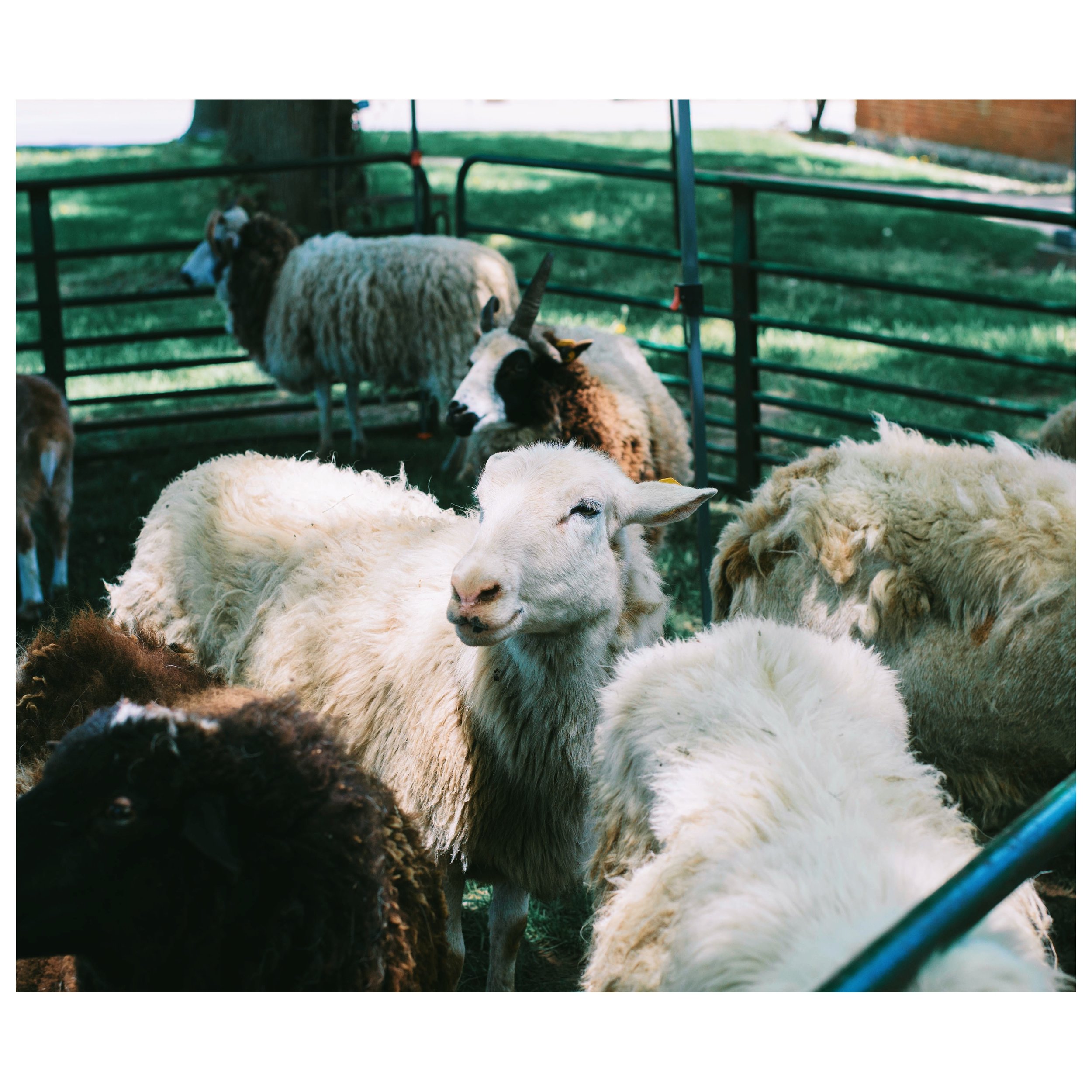 Friends of Fraser Library — Fraser Public Library