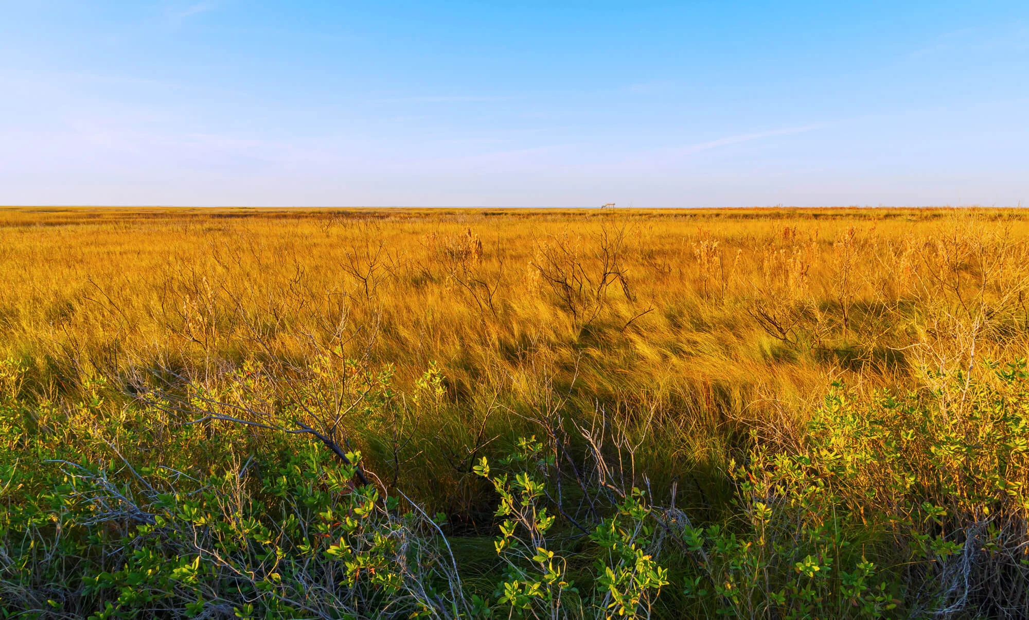 Texas Coastal Prairie Initiative