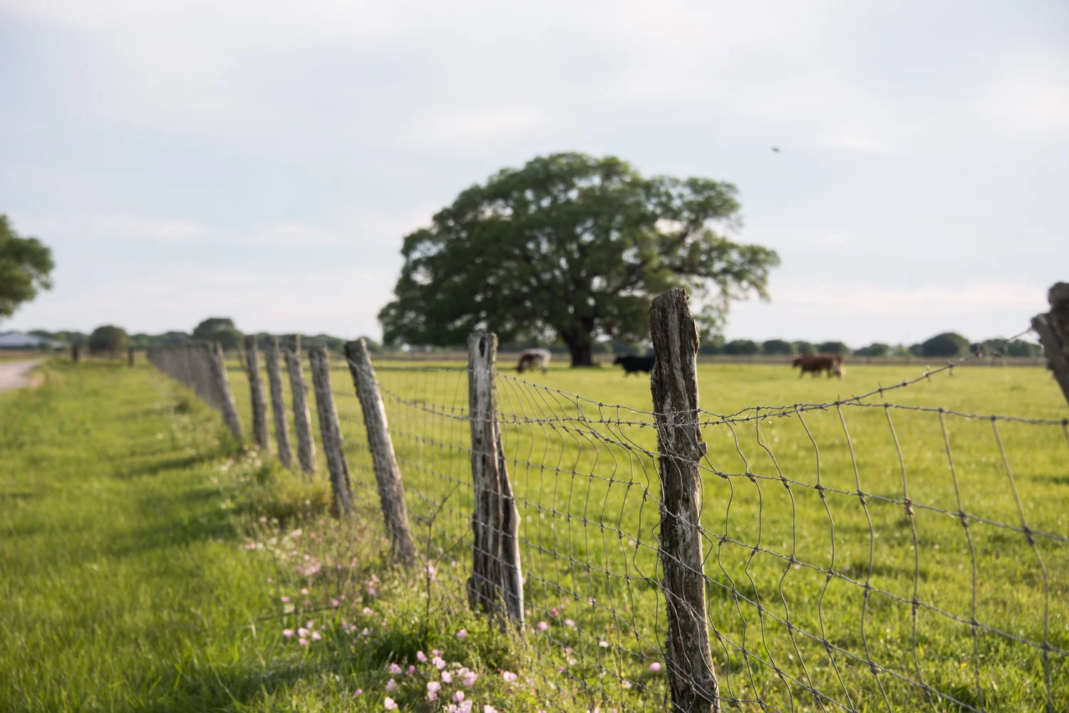 Outreach — Texas Grasslands and Savannas Initiative & Texas Coastal ...