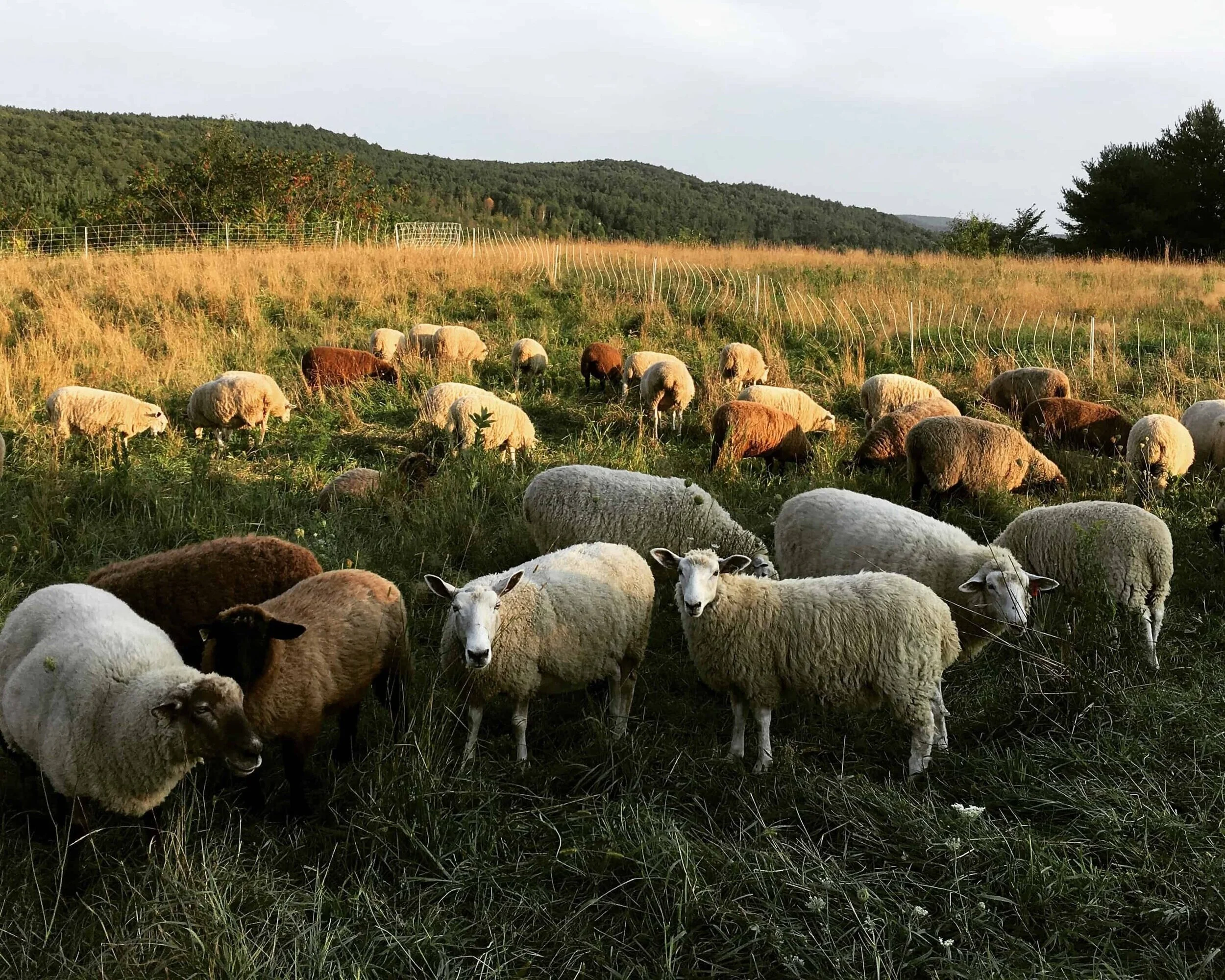 Maplemont Sheep