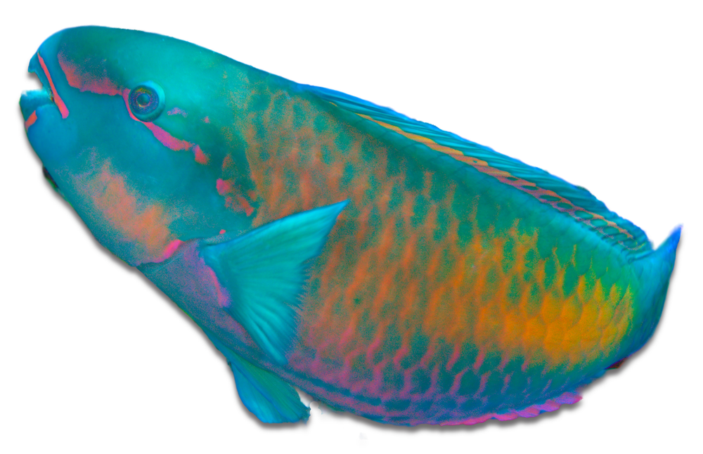 Fish Pono | Save Our Reefs