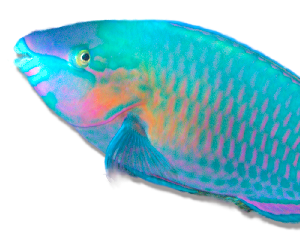 Herbivores and reef health — Fish Pono | Save Our Reefs