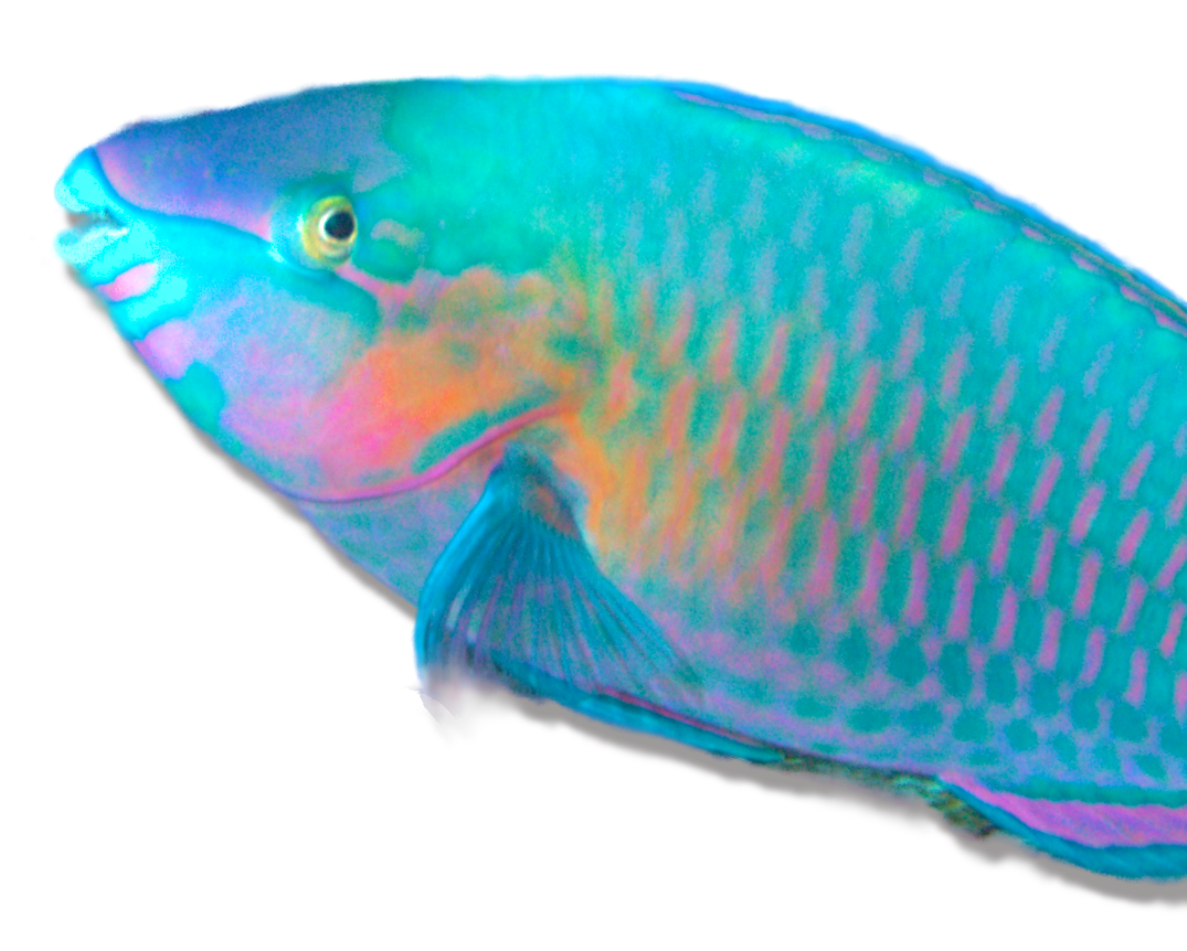 Herbivores and reef health — Fish Pono | Save Our Reefs