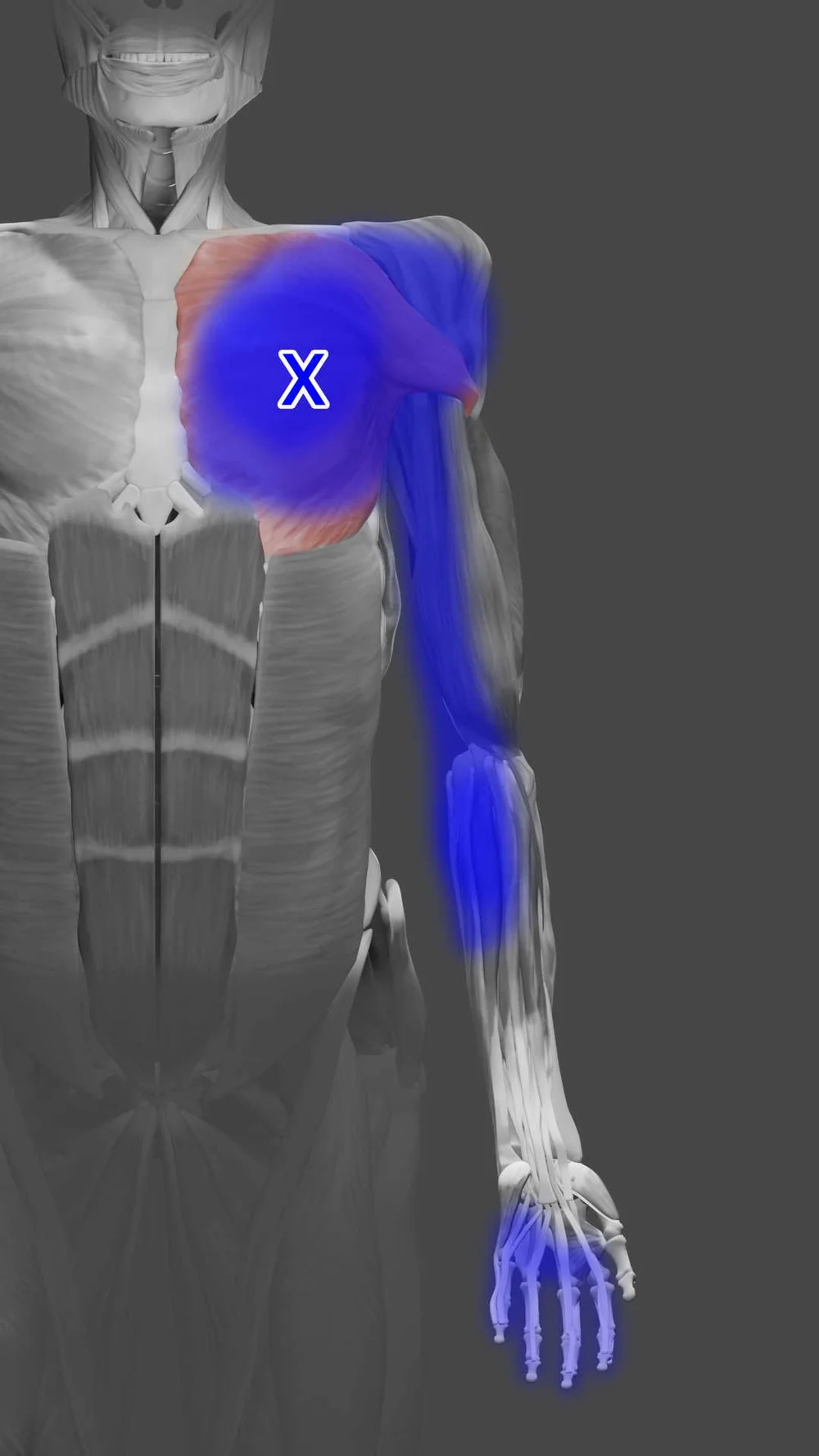 Treating Pectoralis Major Muscle Pain — Morningside Acupuncture NYC