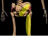 Acupuncture for Gluteus Minimus Trigger Points — Morningside ...
