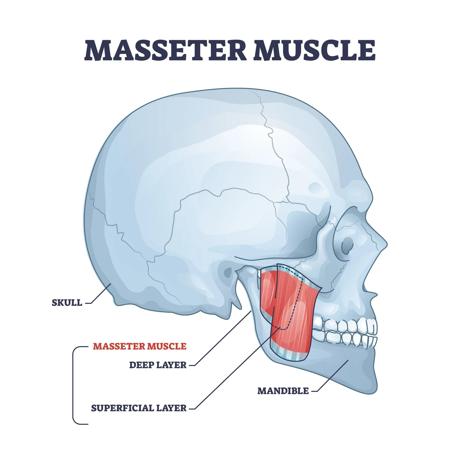 Masseter Muscle Pain Treatment — Morningside Acupuncture NYC