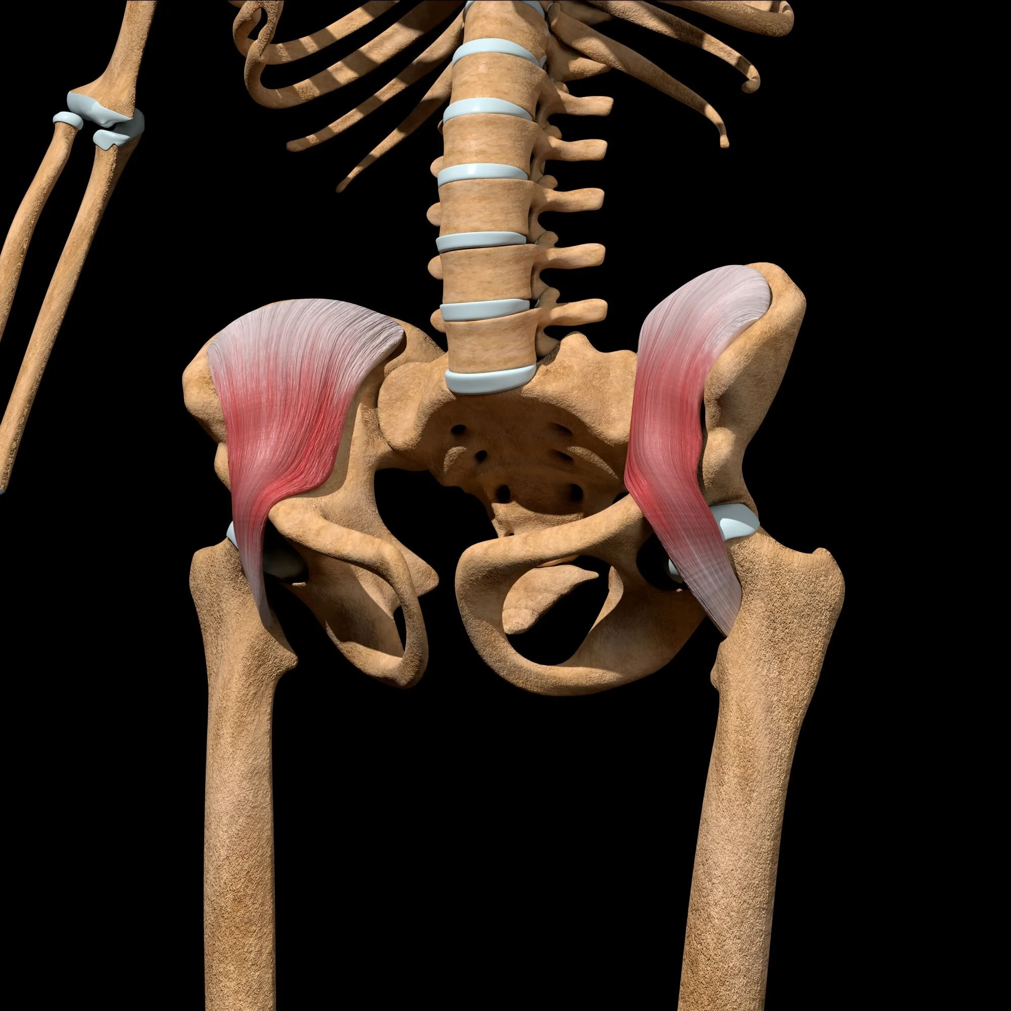 Acupuncture for Psoas Trigger Points — Morningside Acupuncture NYC