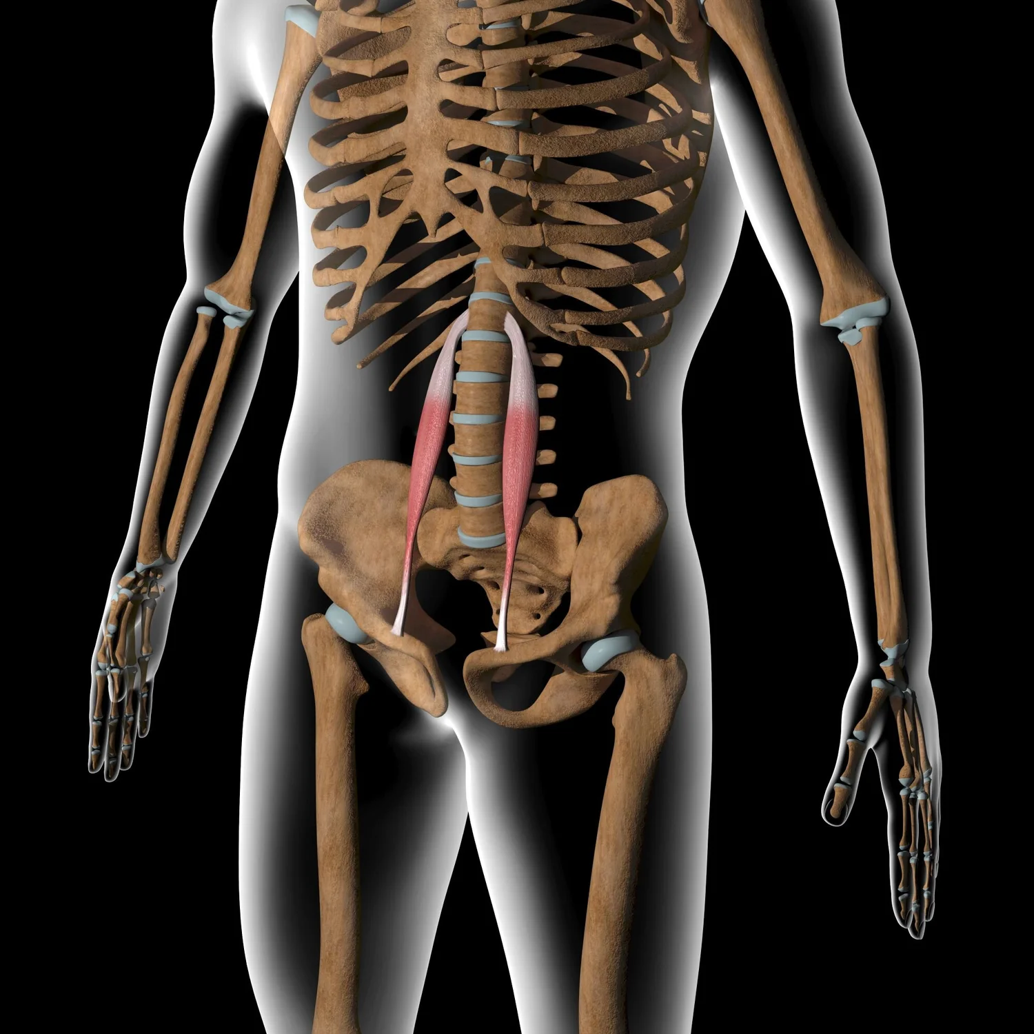 Acupuncture for Psoas Trigger Points — Morningside Acupuncture NYC