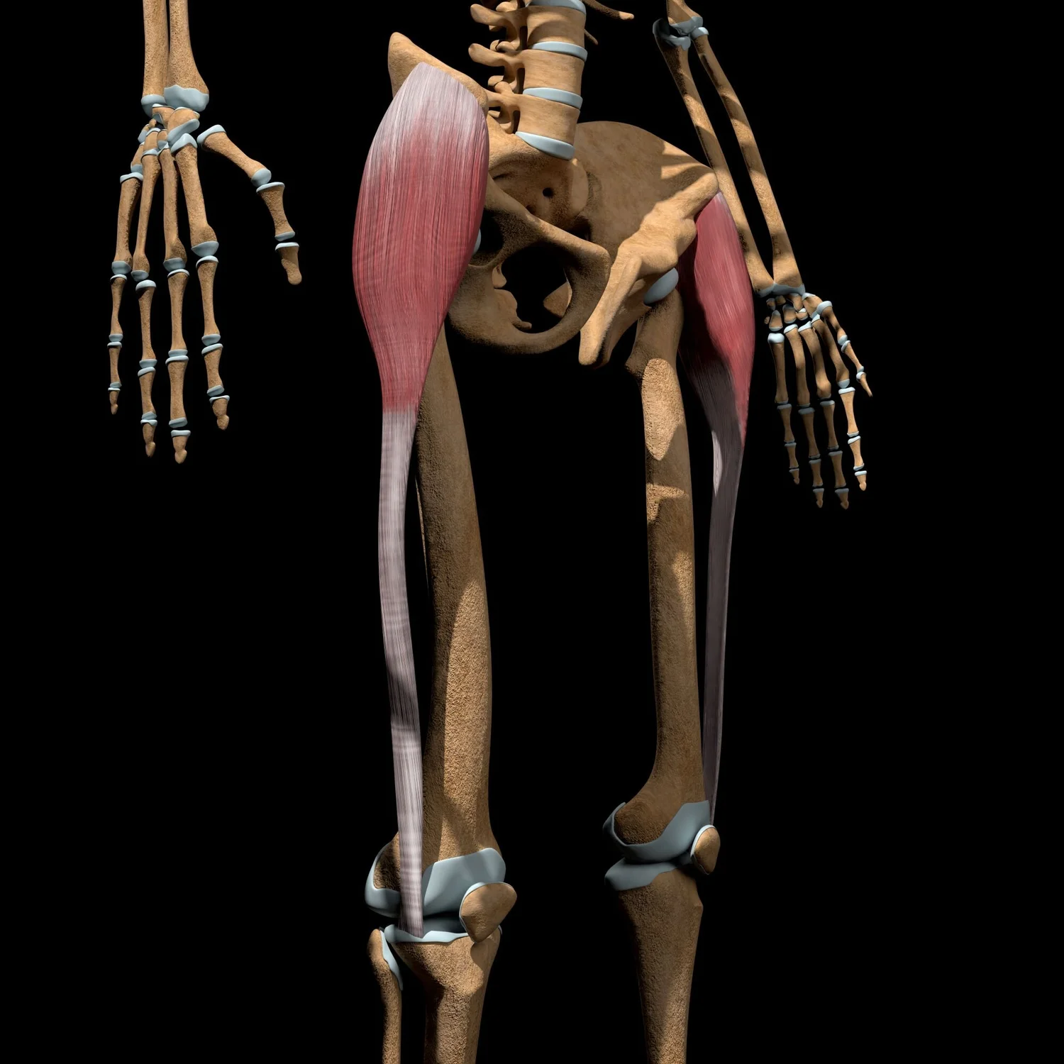 Acupuncture for Tensor Fasciae Latae Pain — Morningside Acupuncture NYC