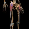 Tensor Fasciae Latae (TFL) Trigger Points — Morningside Acupuncture NYC