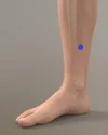 SP6 Acupuncture Point — Morningside Acupuncture NYC
