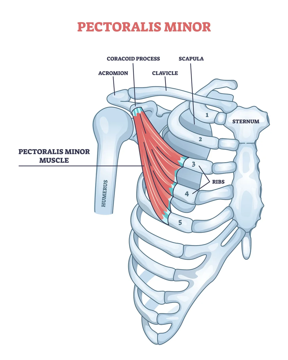 Treating Pectoralis Major Muscle Pain — Morningside Acupuncture NYC