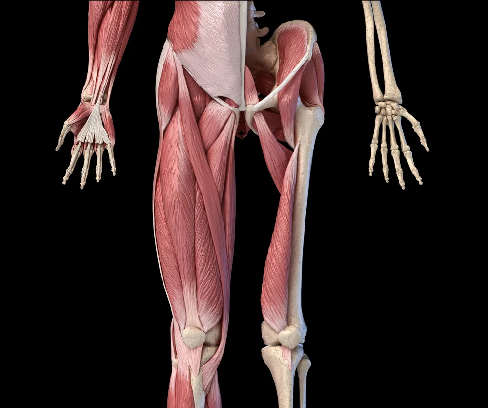 Understanding Hip Muscle Changes in Hip Impingement — Morningside ...