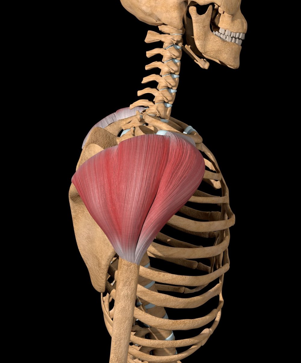 Acupuncture for Deltoid Pain — Morningside Acupuncture NYC