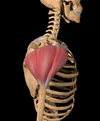 Acupuncture for Deltoid Pain — Morningside Acupuncture NYC