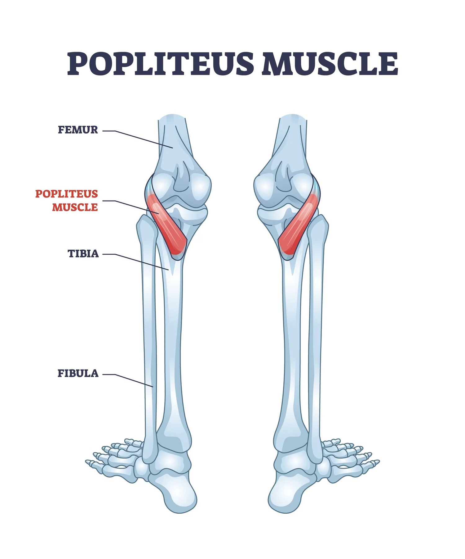 Popliteus Muscle Explained — Morningside Acupuncture NYC