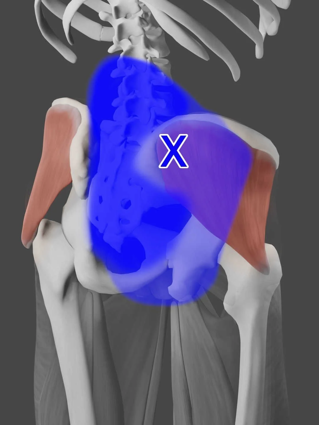Acupuncture for Gluteus Medius Pain — Morningside Acupuncture NYC