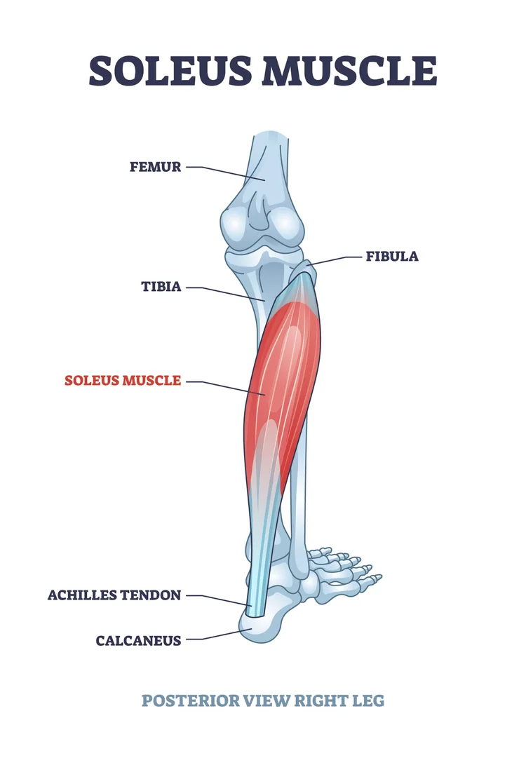 Soleus Strain Treatment — Morningside Acupuncture NYC