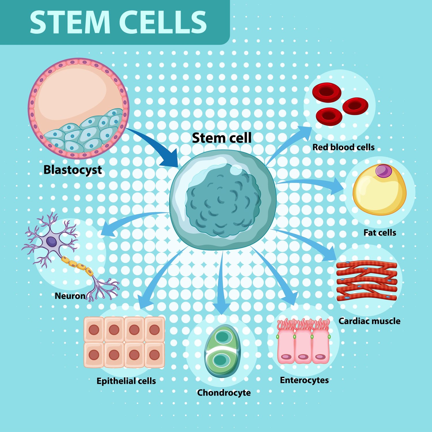 Electroacupuncture and Stem Cells: A Promising Intersection ...